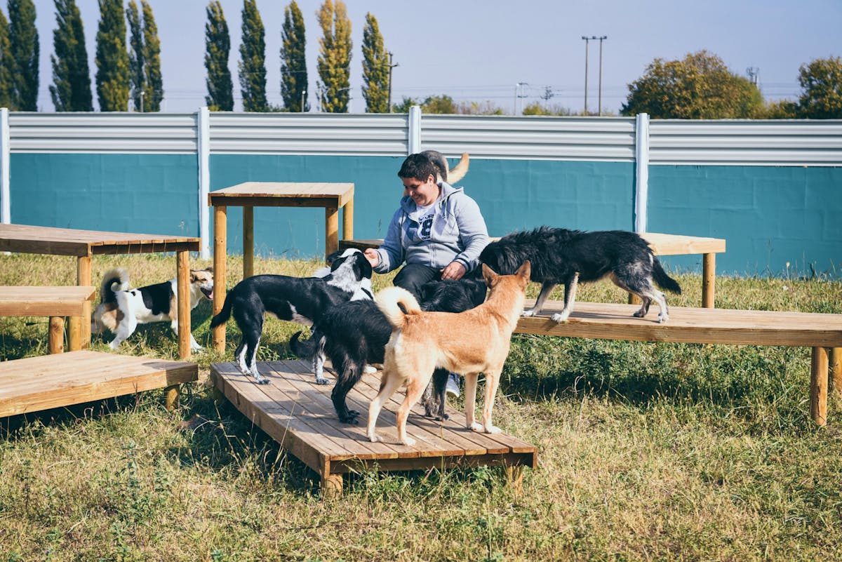Caring with passion for dogs and animals | Volunteer in Romania 2025