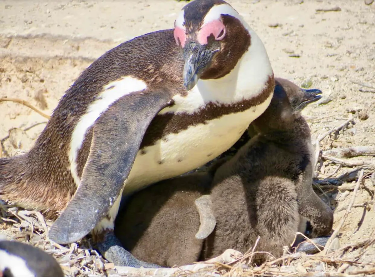 Penguin Sanctuary Support | Volunteer in South Africa 2025