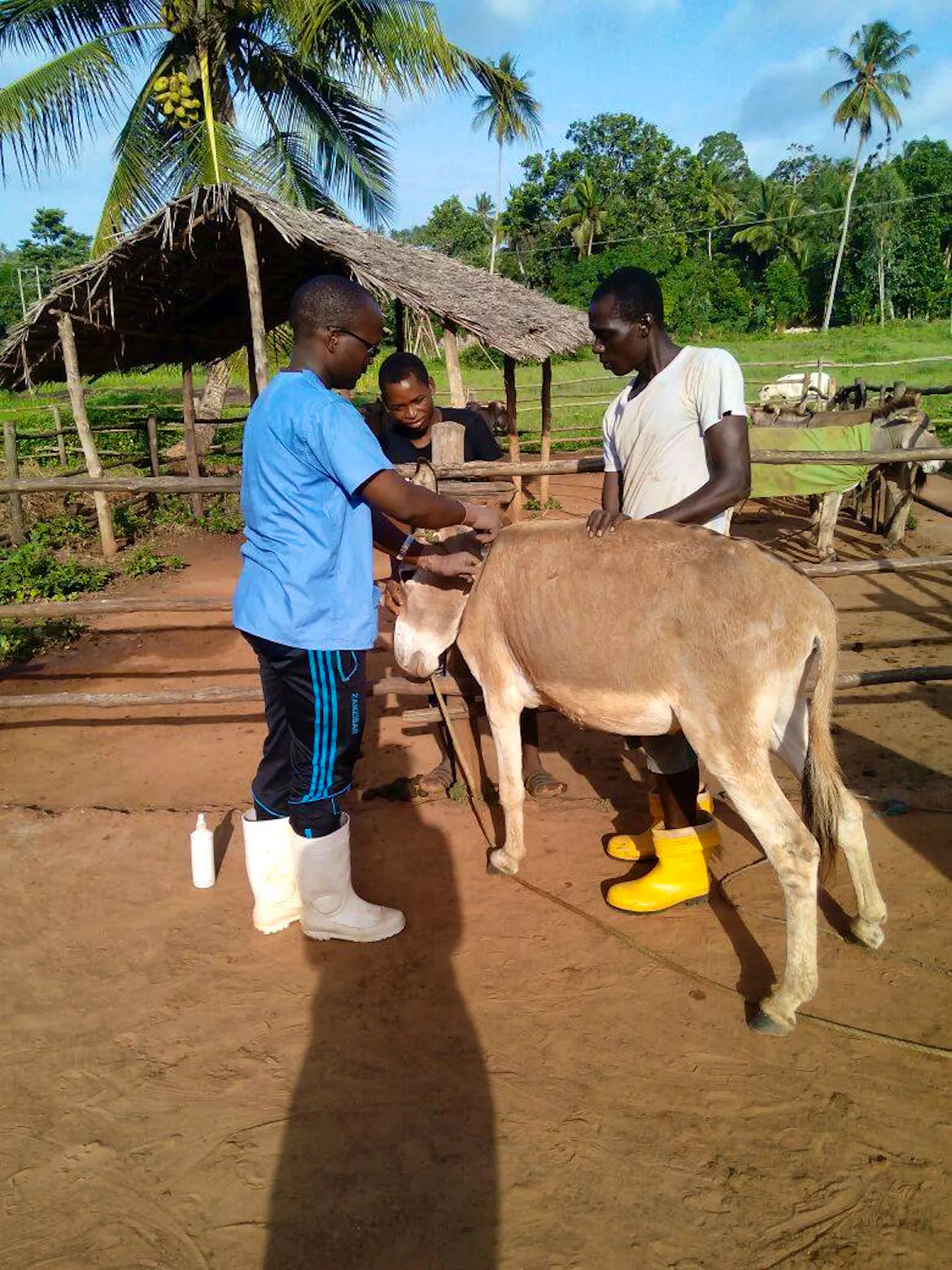 Animal Welfare and Veterinary Medicine | Volunteer in Tanzania 2025