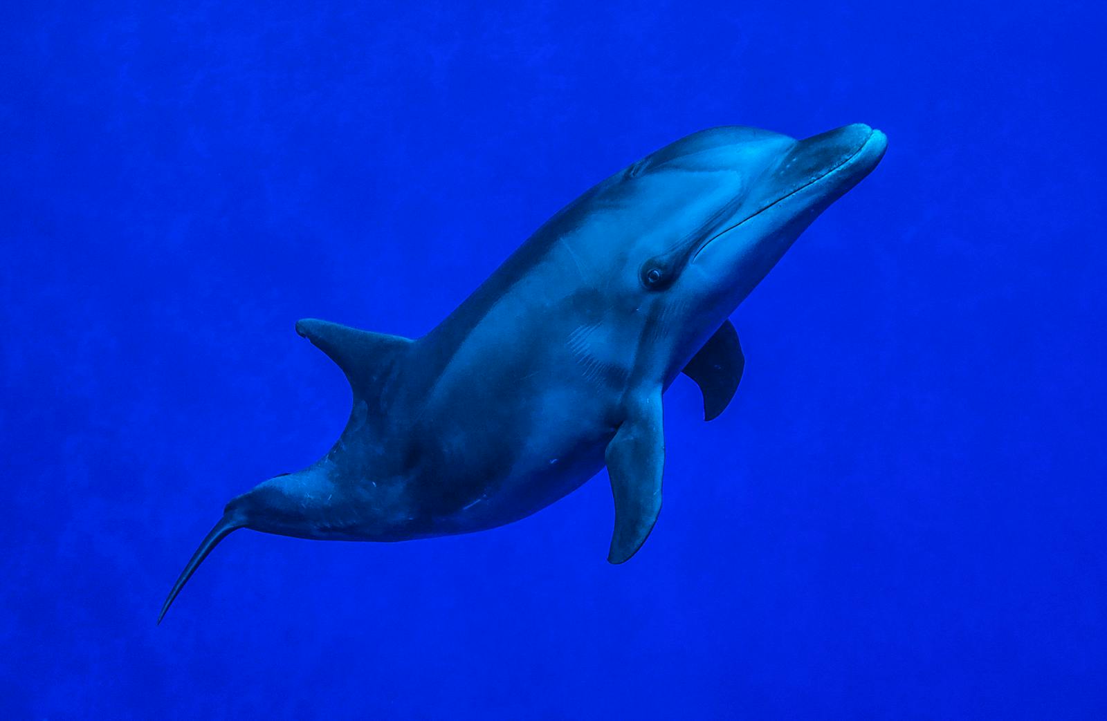 Dolphin behavior and conservation | Volunteer in French Polynesia 2025