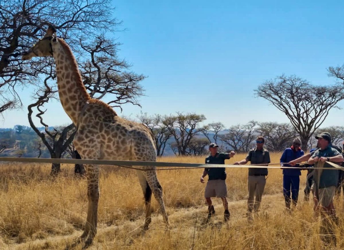 Wildlife Relocation and Veterinary Experience | Volunteer in South ...