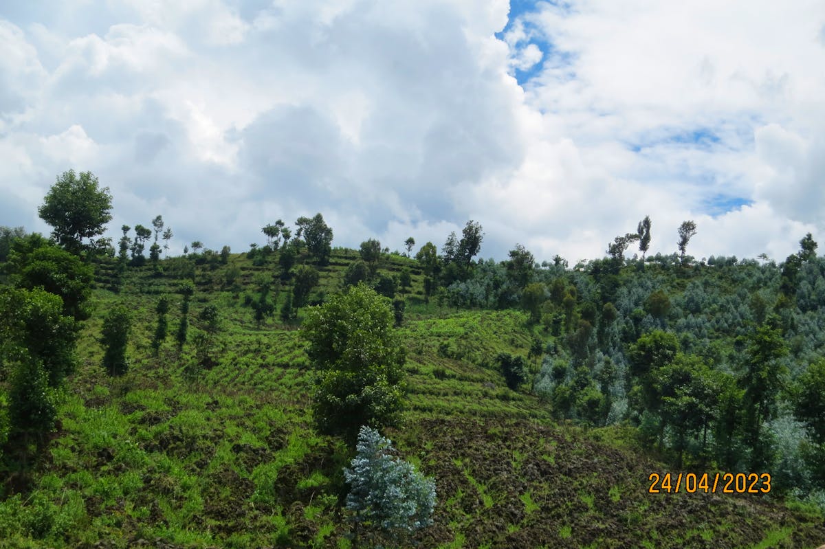 Reforestation Technical Assistant | Volunteer in Rwanda 2025