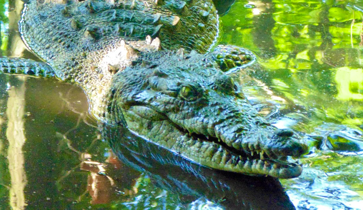 Exotic Animal Rescue Center Helper | Volunteer in Guatemala 2025