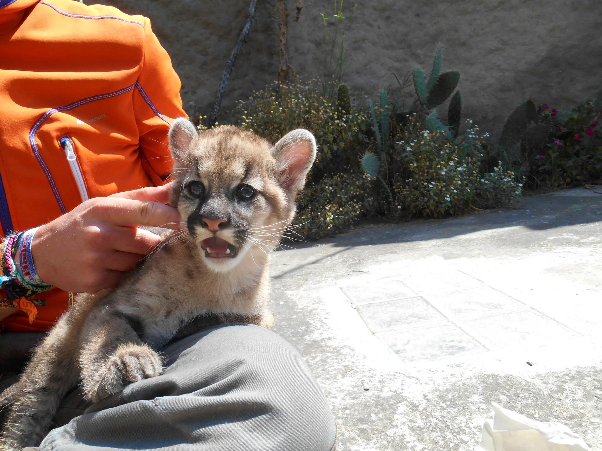 Zoo Assistant | Volunteer in Peru 2023