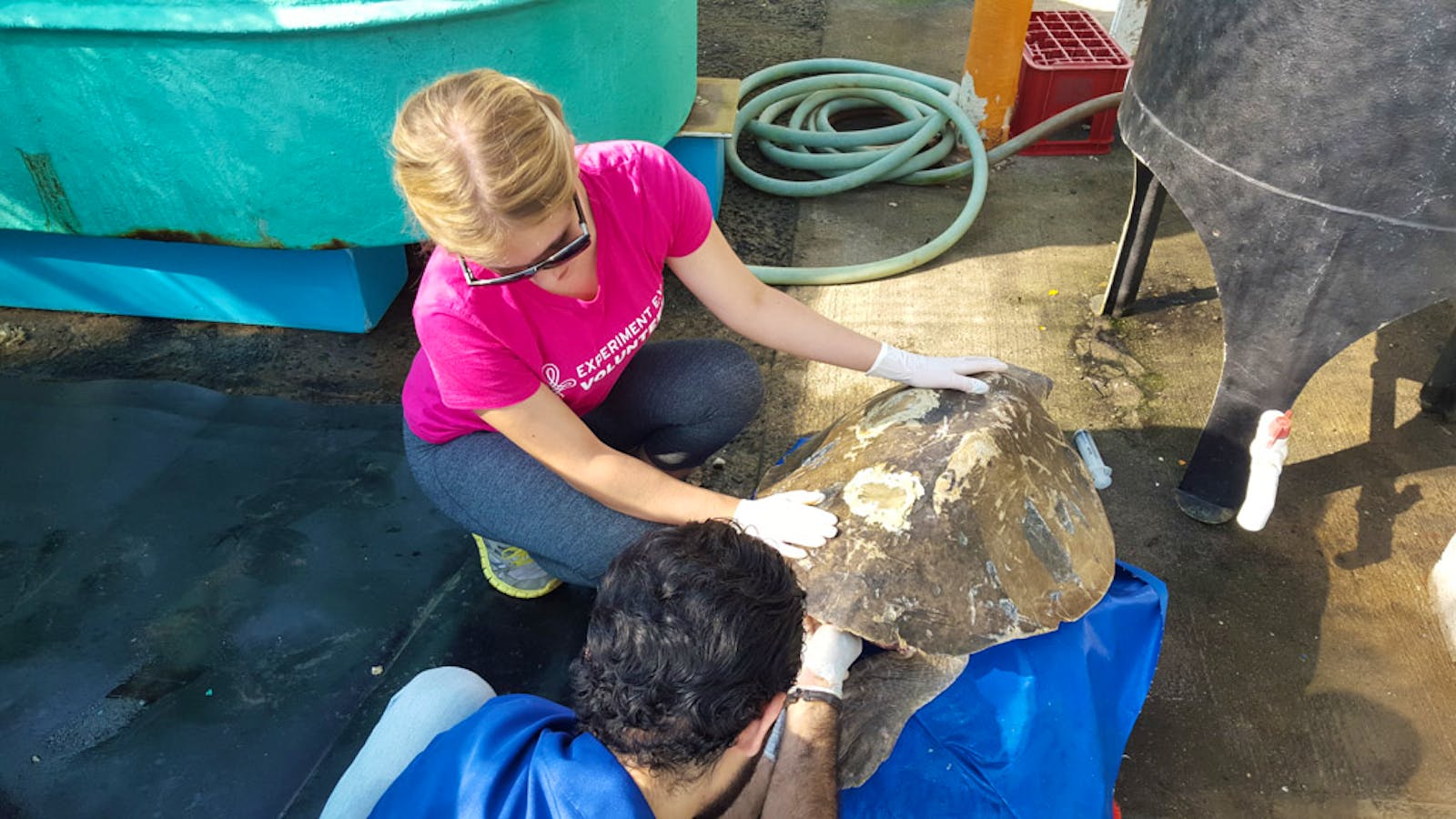 Wildlife: Turtles Conservation | Volunteer in Costa Rica 2025