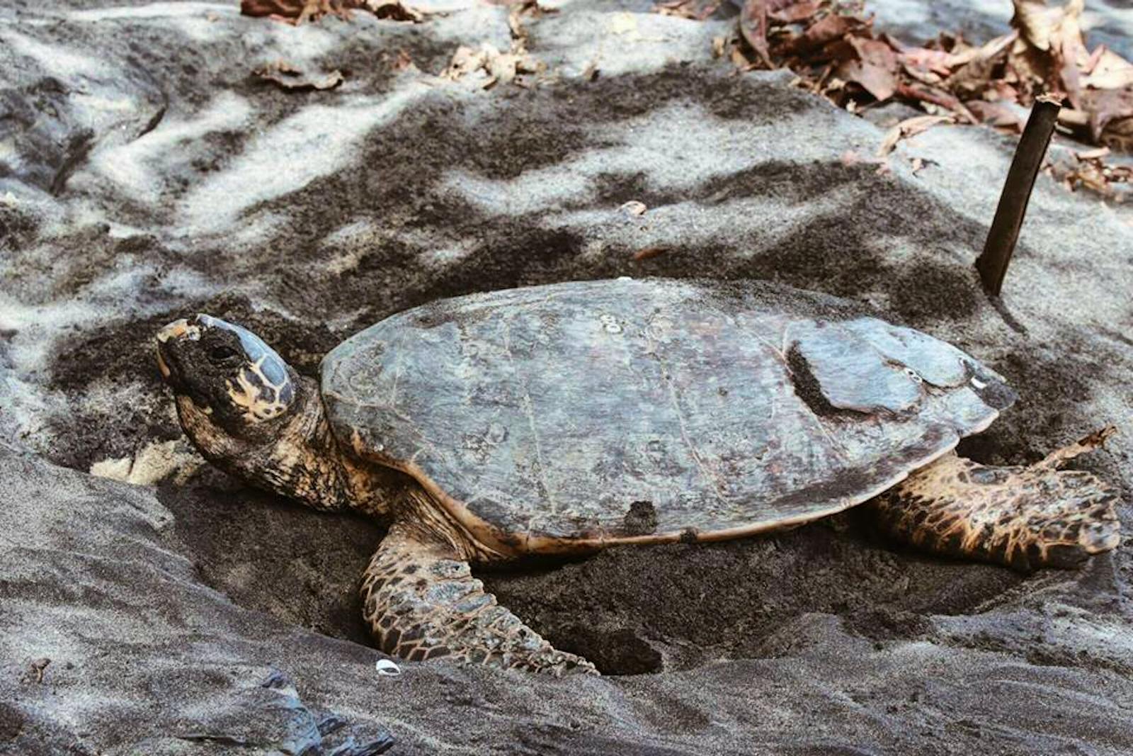 Turtle Conservation and Research | Volunteer in Madagascar 2025