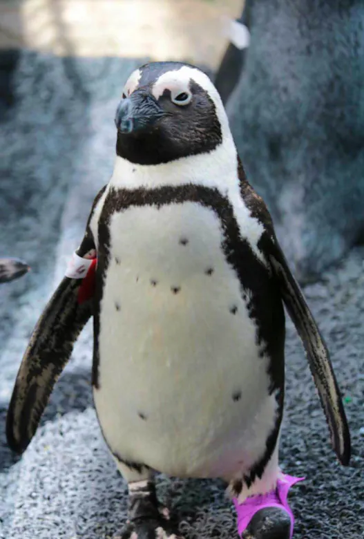 Penguin Sanctuary Support | Volunteer in South Africa 2025