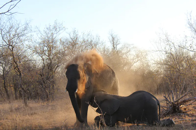 African Wildlife Conservation for Teens | Volunteer in South Africa 2025