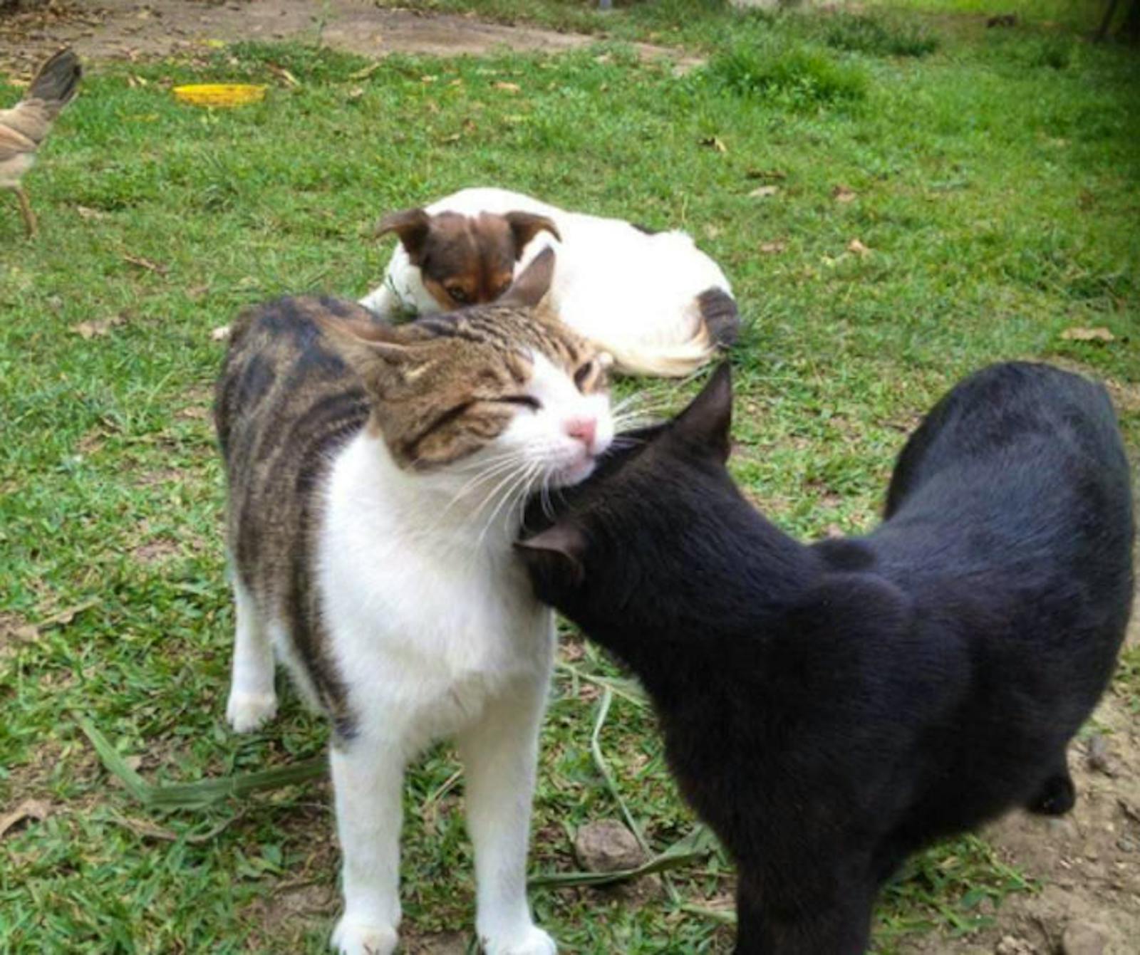 Street Animal Rescue Supporter | Volunteer in Peru 2025