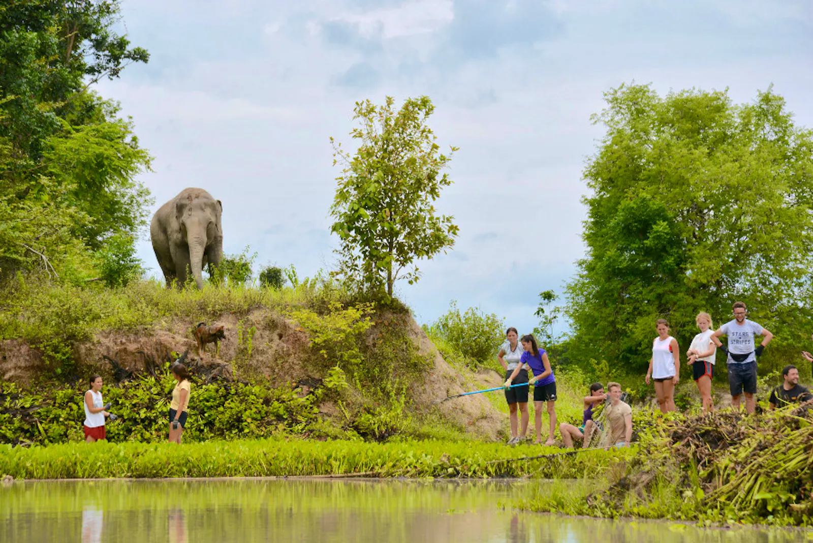 Endangered Elephant Refuge | Volunteer in Thailand 2025
