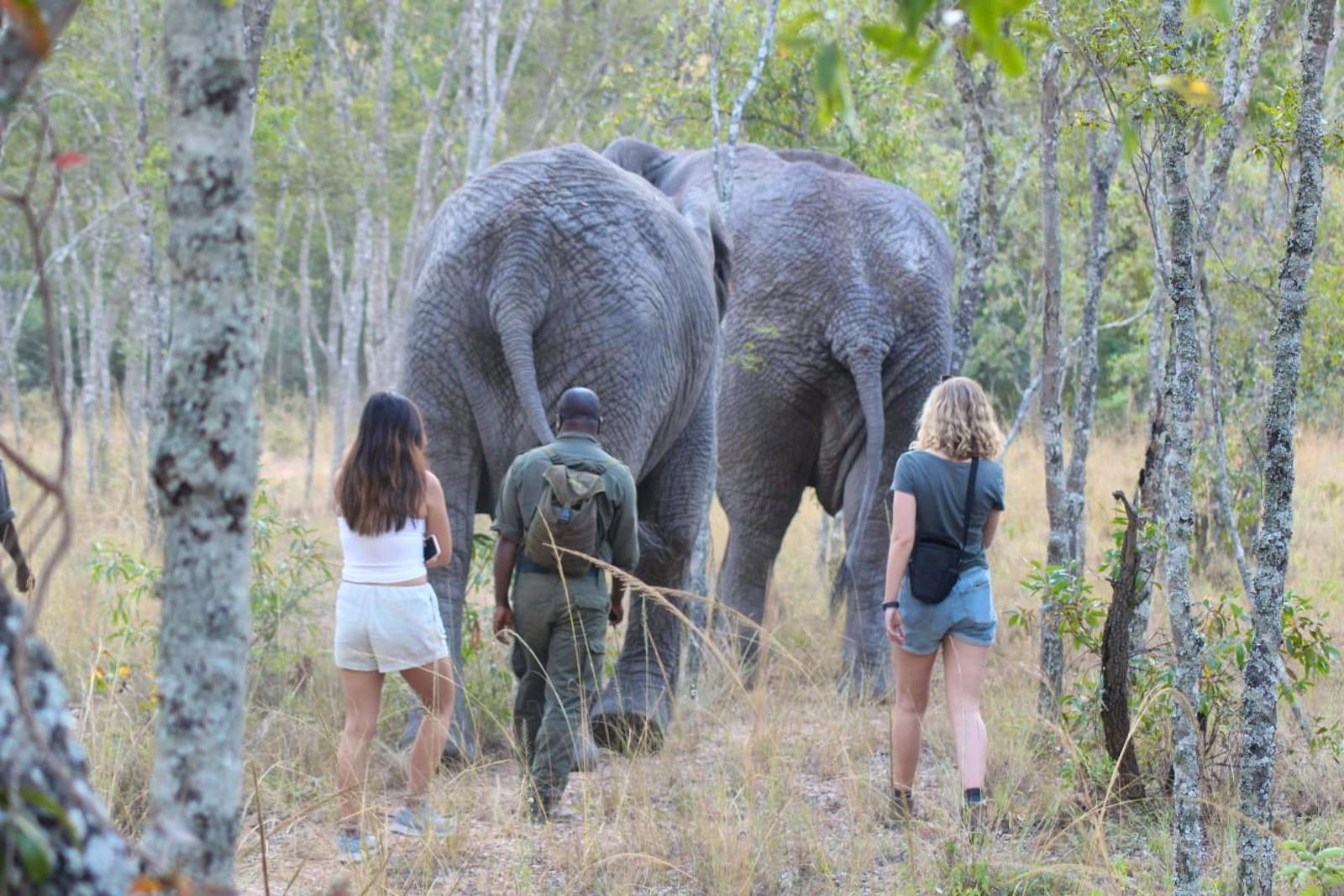 Horse Riding & Wildlife Conservation | Volunteer in Zimbabwe 2025