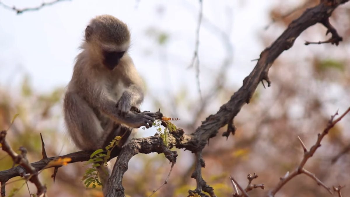 Primate Sanctuary Assistant | Volunteer in South Africa 2025
