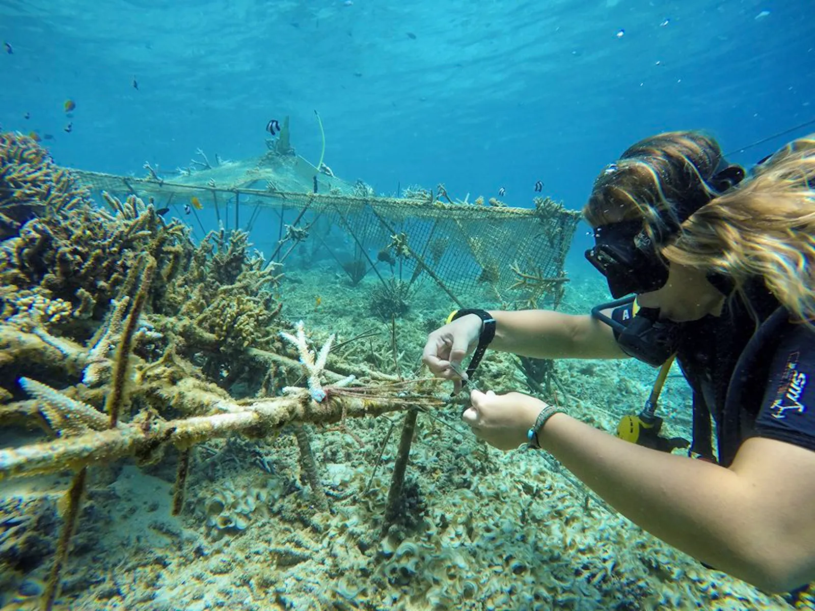 Biorock Coral Reef Restoration | Volunteer in Indonesia 2025
