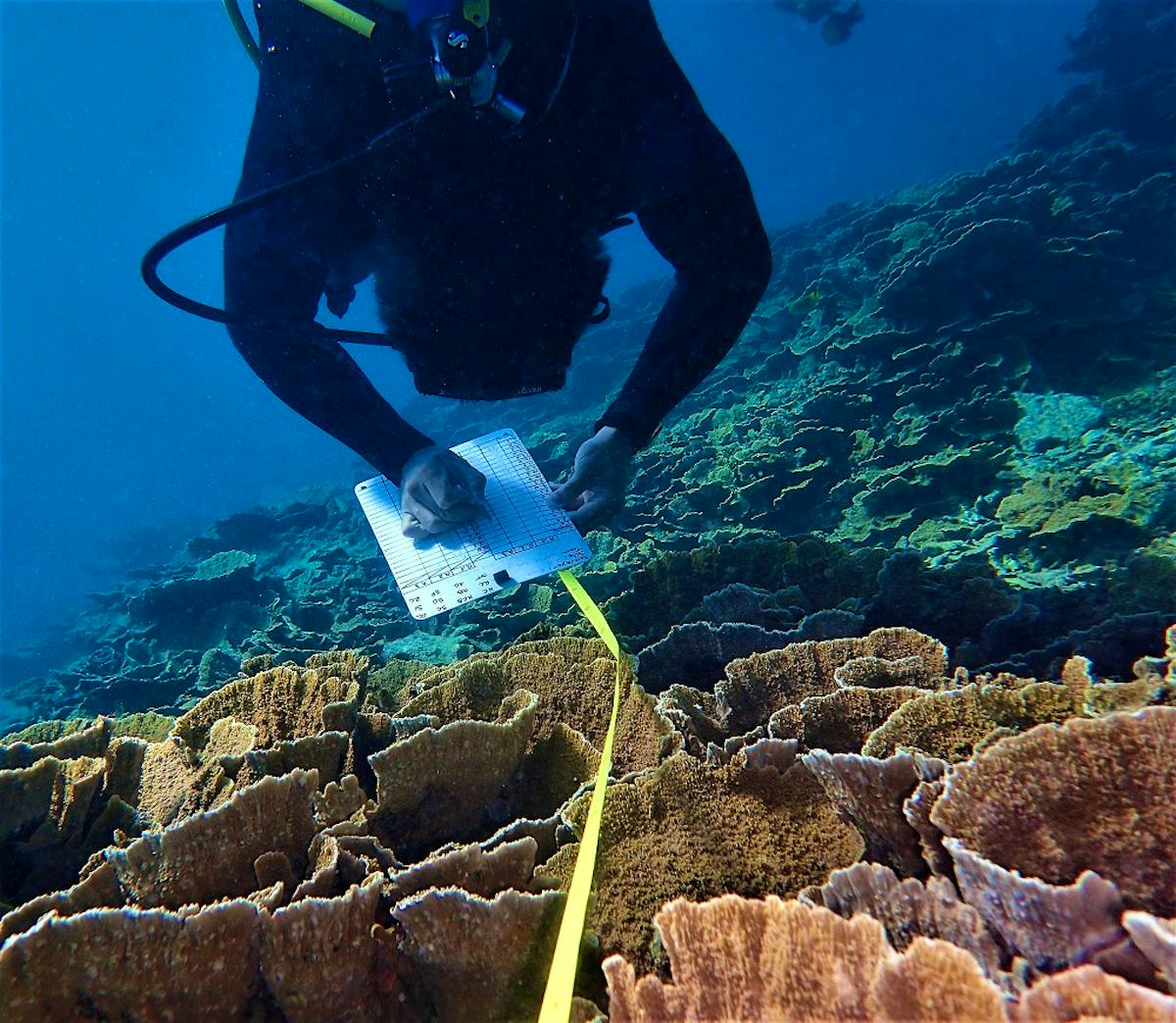 Marine Life Conservation Assistant | Volunteer in Belize 2024