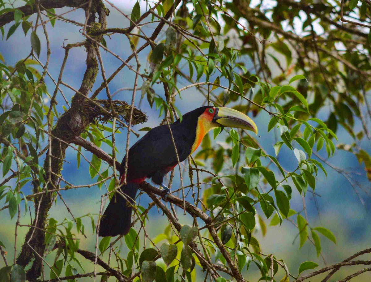 Animal Release Center: Photography/Video Producer | Volunteer in Brazil ...