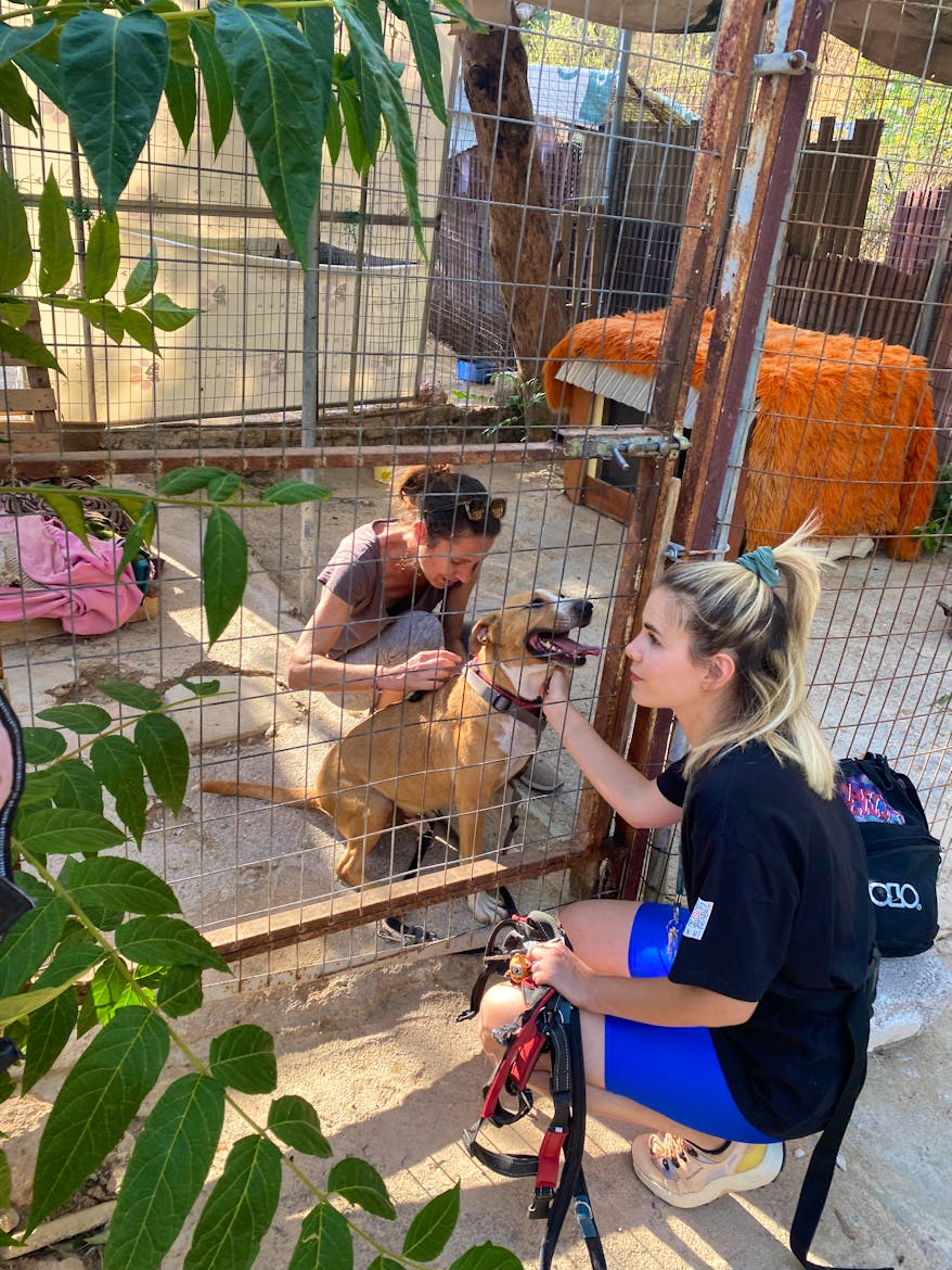 Animal Shelter Assistance | Volunteer in Greece 2025
