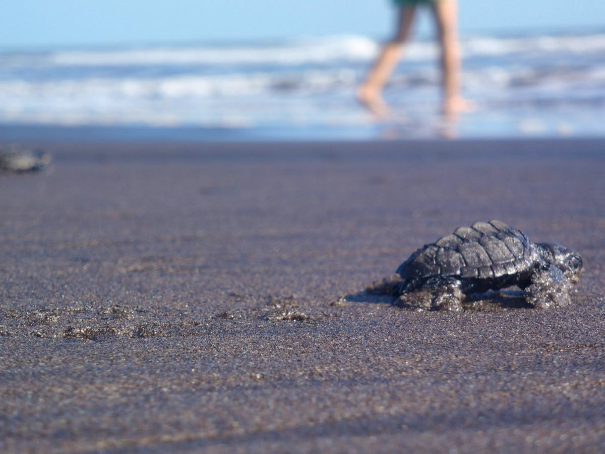 Turtle Conservation at the Pacific Coast | Volunteer in Guatemala 2025