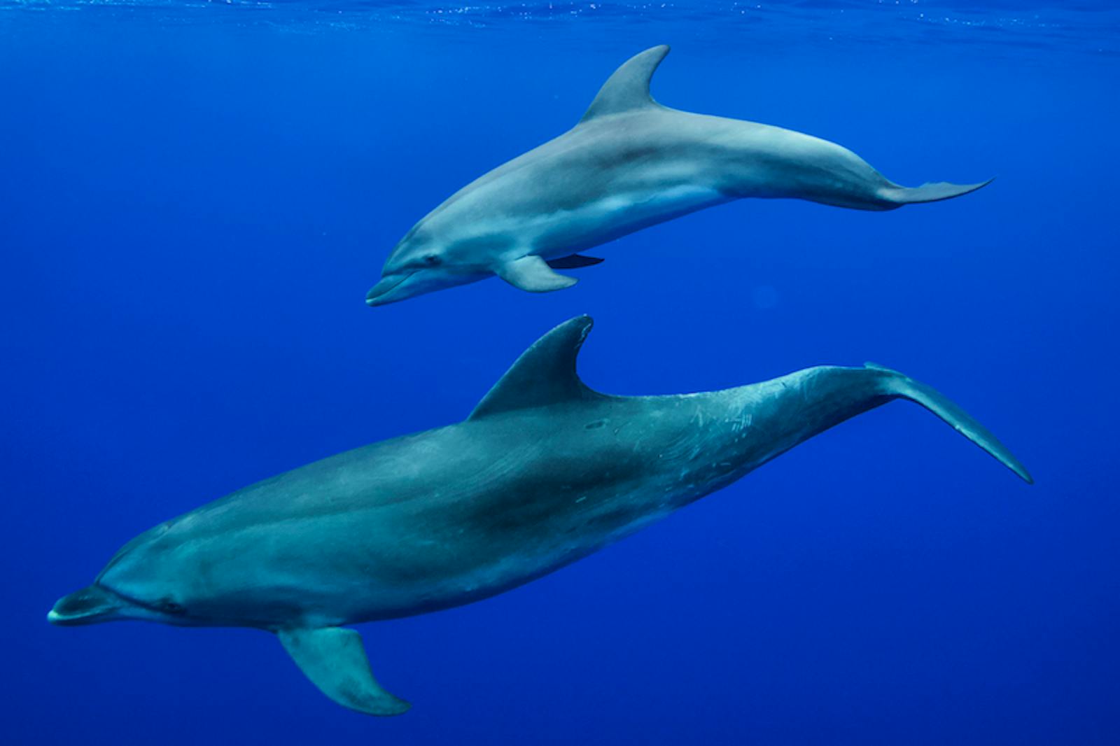 Dolphin behavior and conservation | Fais du bénévolat en Polynésie ...