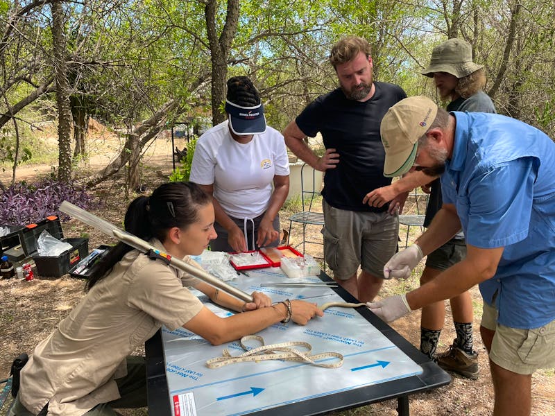 Reptile Vet Sanctuary | Volunteer in South Africa 2024