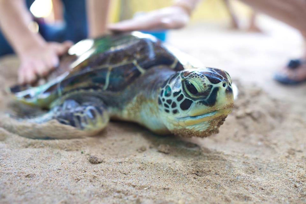 Turtle Conservation | Volunteer in Sri Lanka 2023