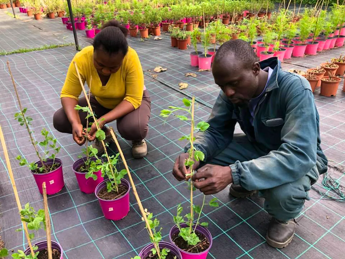 Social Farming | Volunteer in Italy 2025