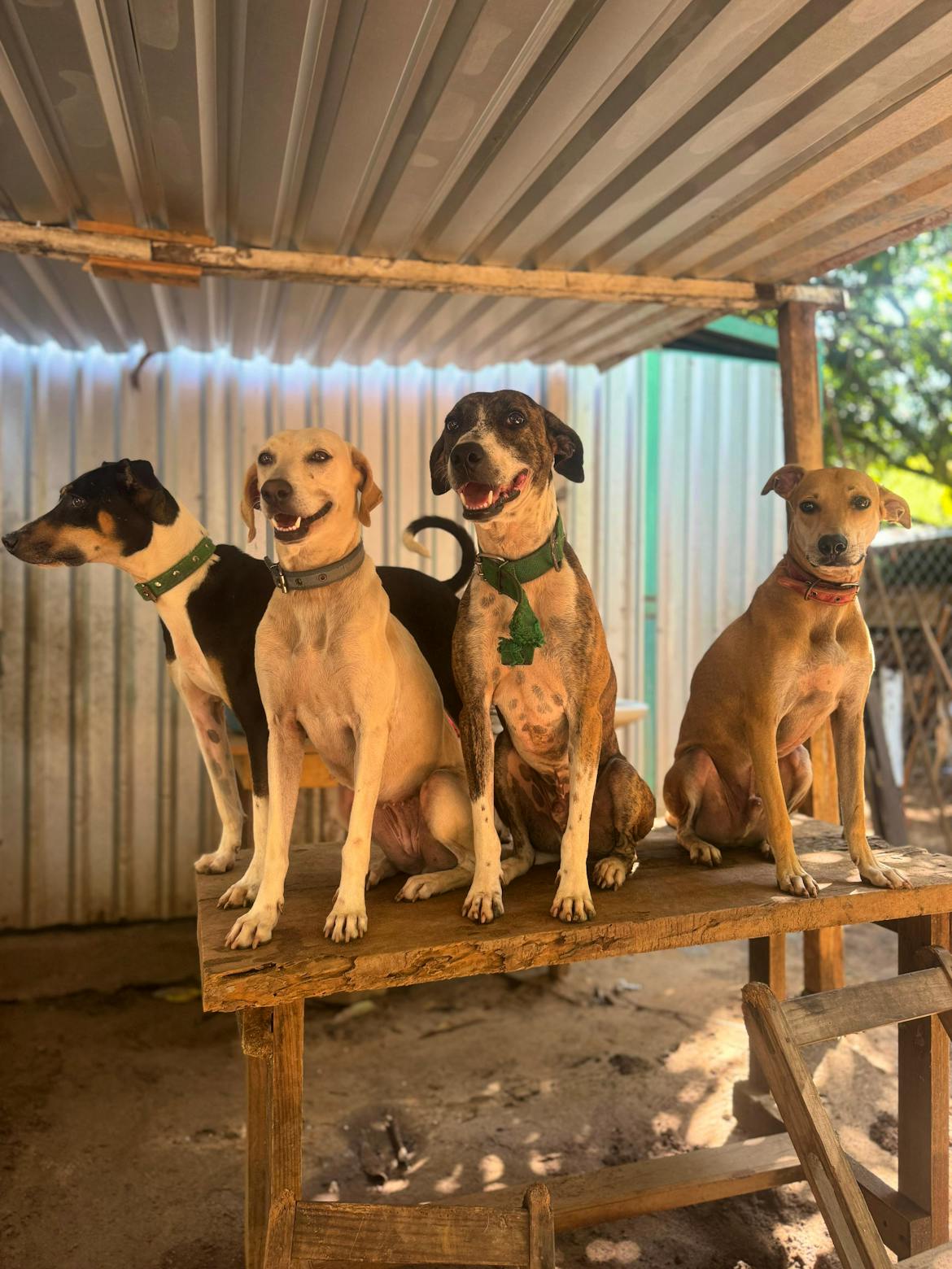Dog Rescue Center Supporter | Voluntariado en México 2025