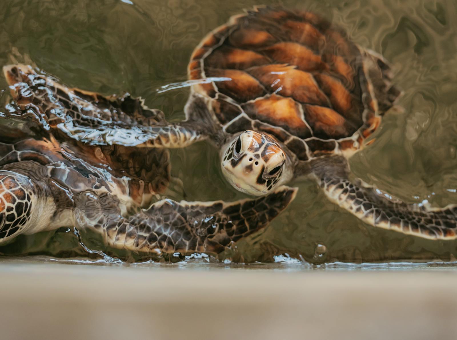 Turtle Conservation Volunteer in Sri Lanka | Fais du bénévolat en Sri ...