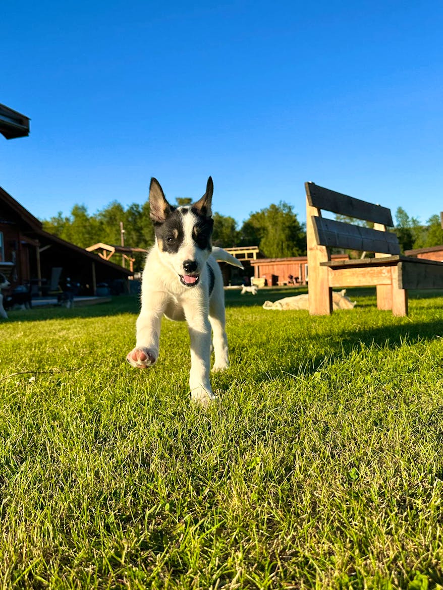 Arctic Husky Ranch Caretaker | Volunteer in Norway 2025
