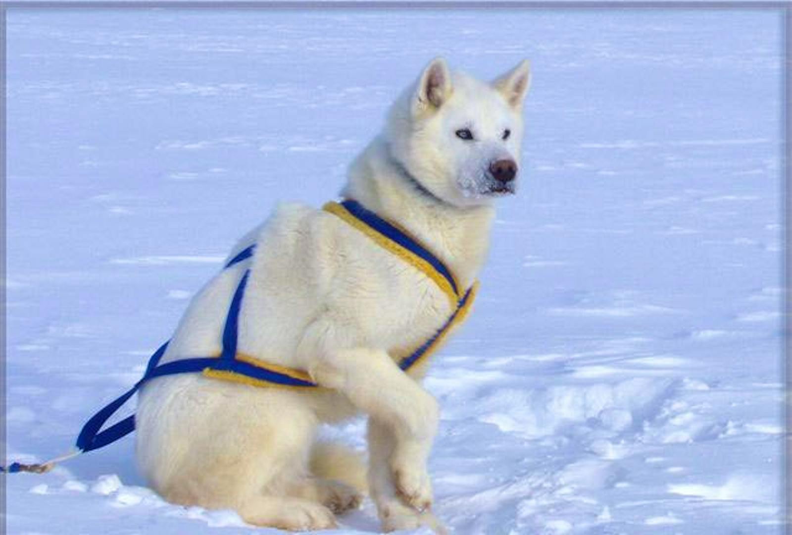 Arctic Huskies Caretaker and Dogsled Trainer | Volunteer in Canada 2025