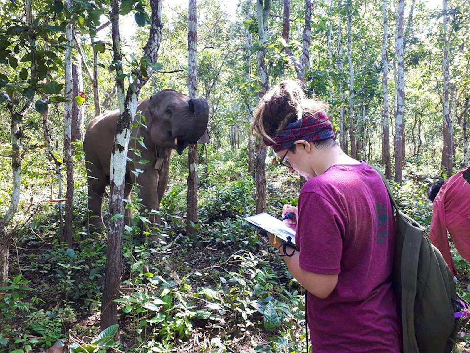 Elephant Research Internship | Volunteer in Thailand 2025