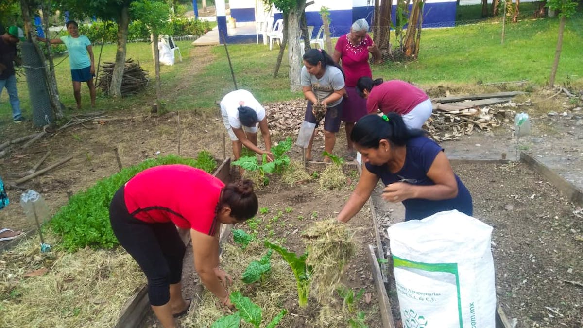 Environmental Restoration & Community Resilience | Volunteer in Mexico 2024