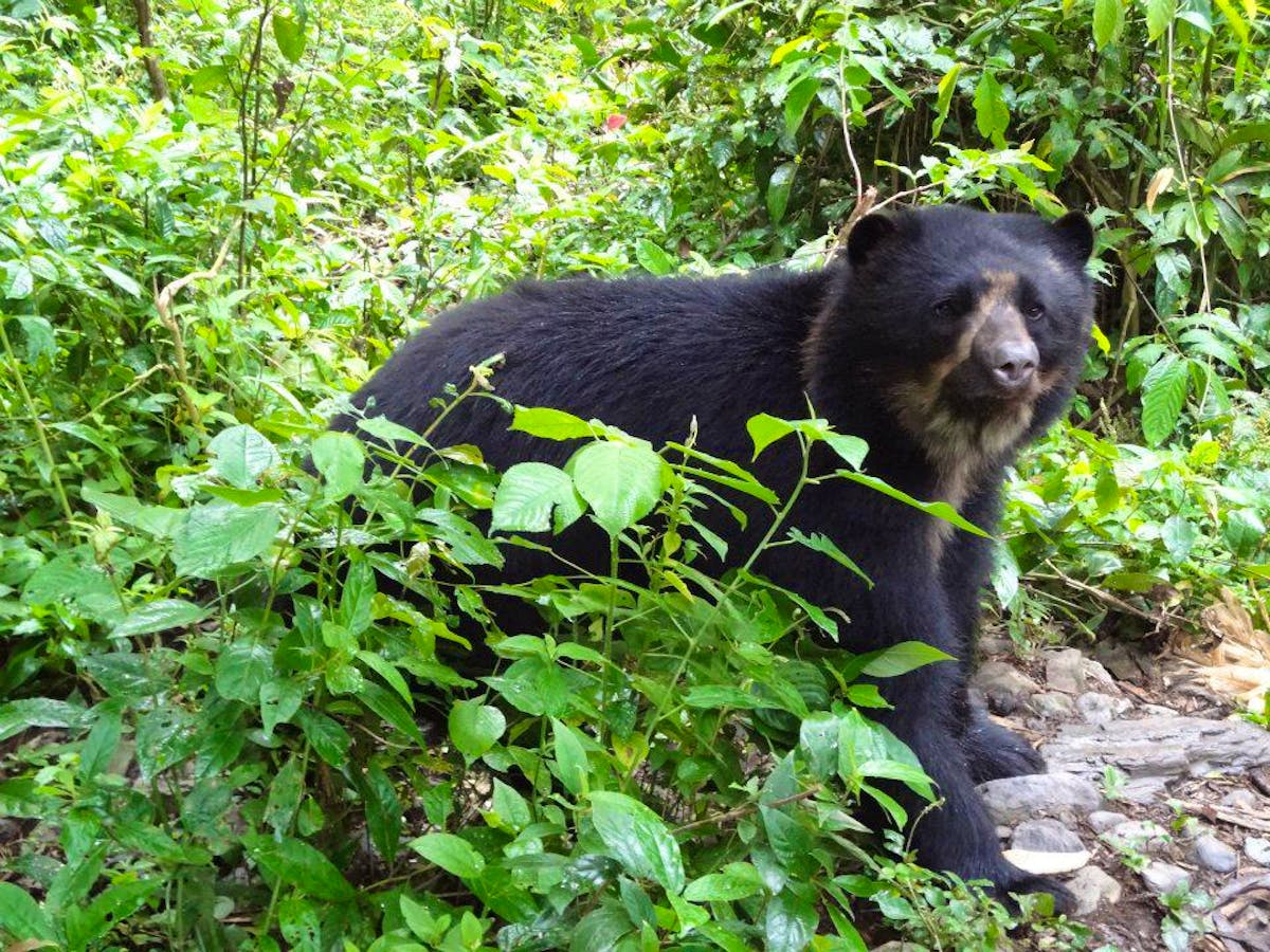 The Wildlife Sanctuary | Volunteer in Bolivia 2024