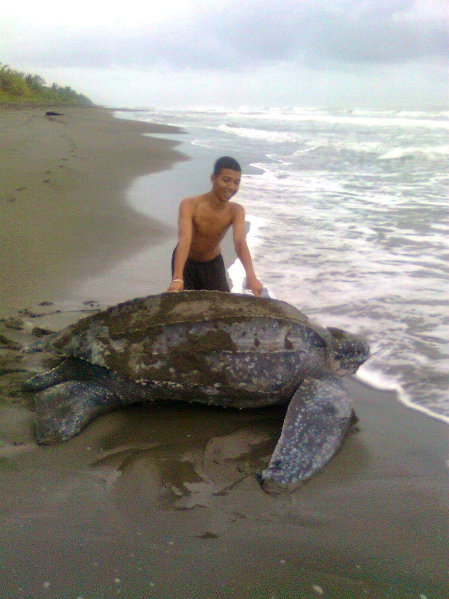 Leatherback Turtle Ambassador | Volunteer in Costa Rica 2025