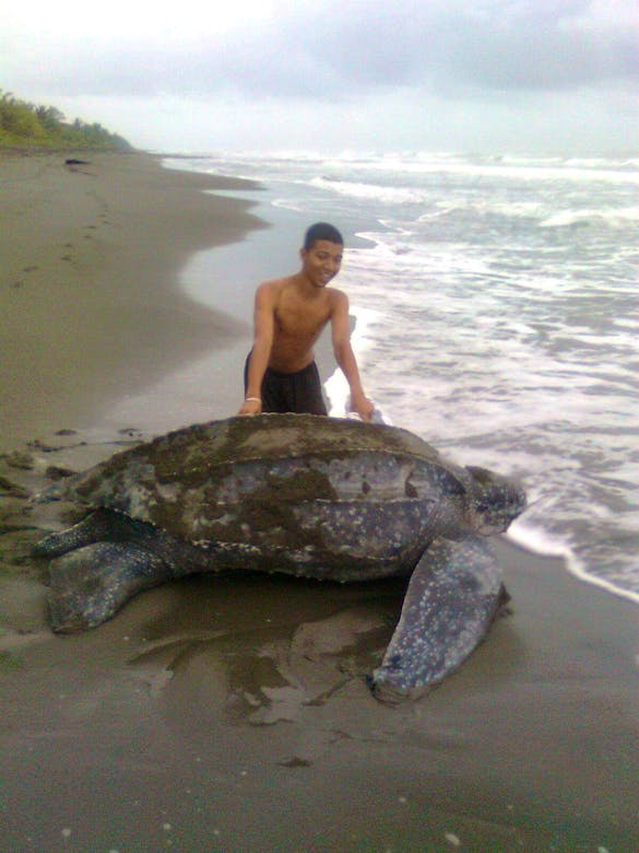 Leatherback Turtle Ambassador | Volunteer in Costa Rica 2025