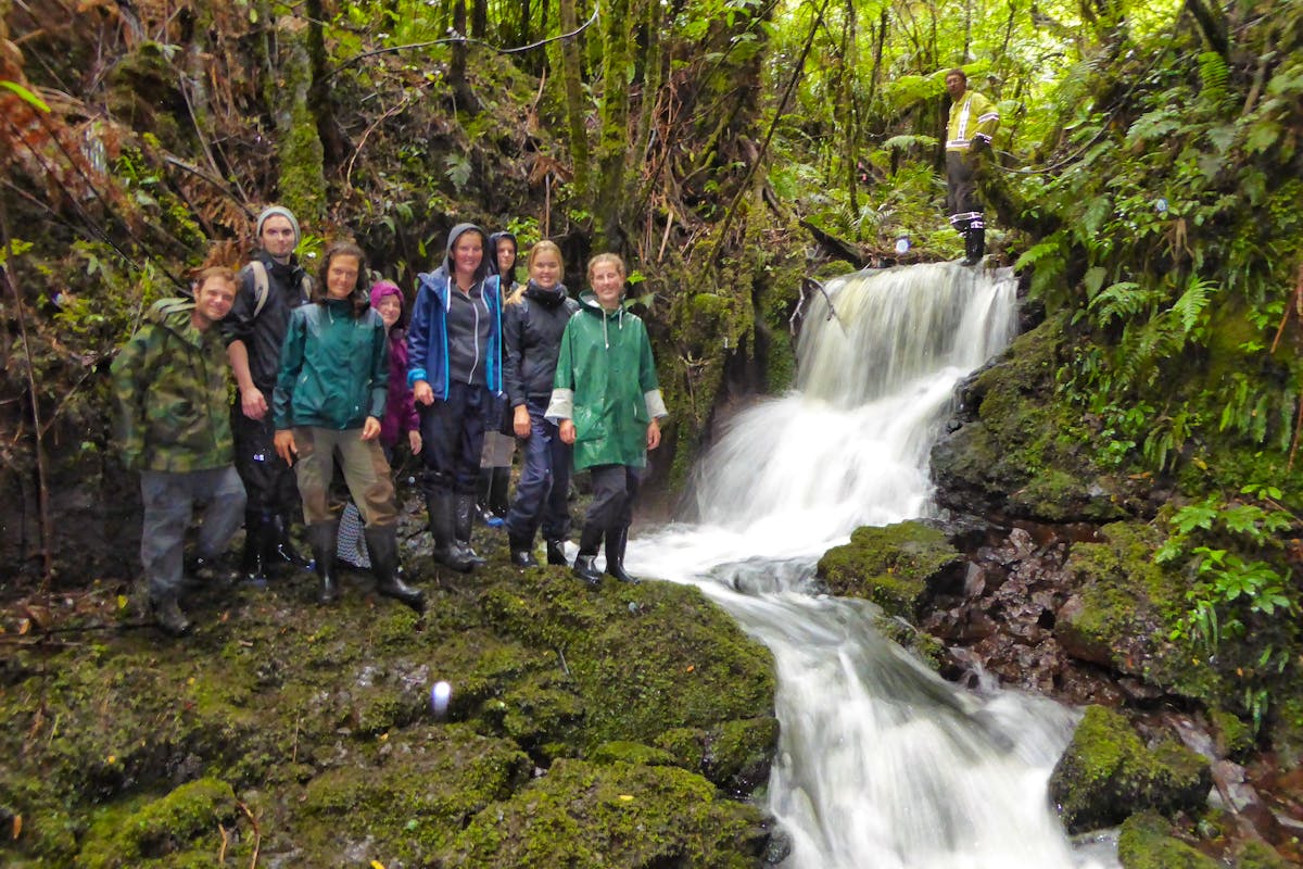 Native Forest Conservation Helper | Volunteer in New Zealand 2025