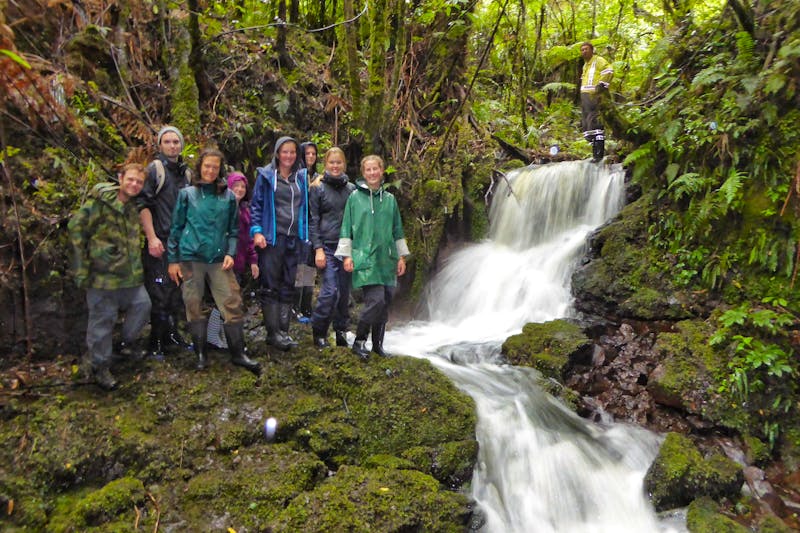 Native Forest Conservation Helper | Volunteer in New Zealand 2025