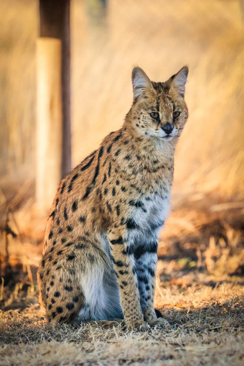 Big Cat Sanctuary and Rehabilitation | Volunteer in South Africa 2025