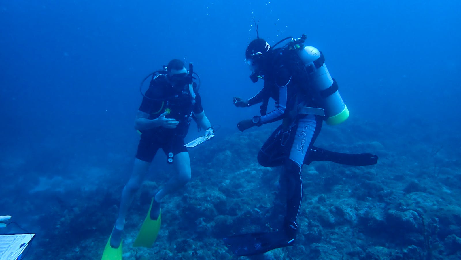 Marine Conservation Dive Master | Volunteer in Grenada 2025