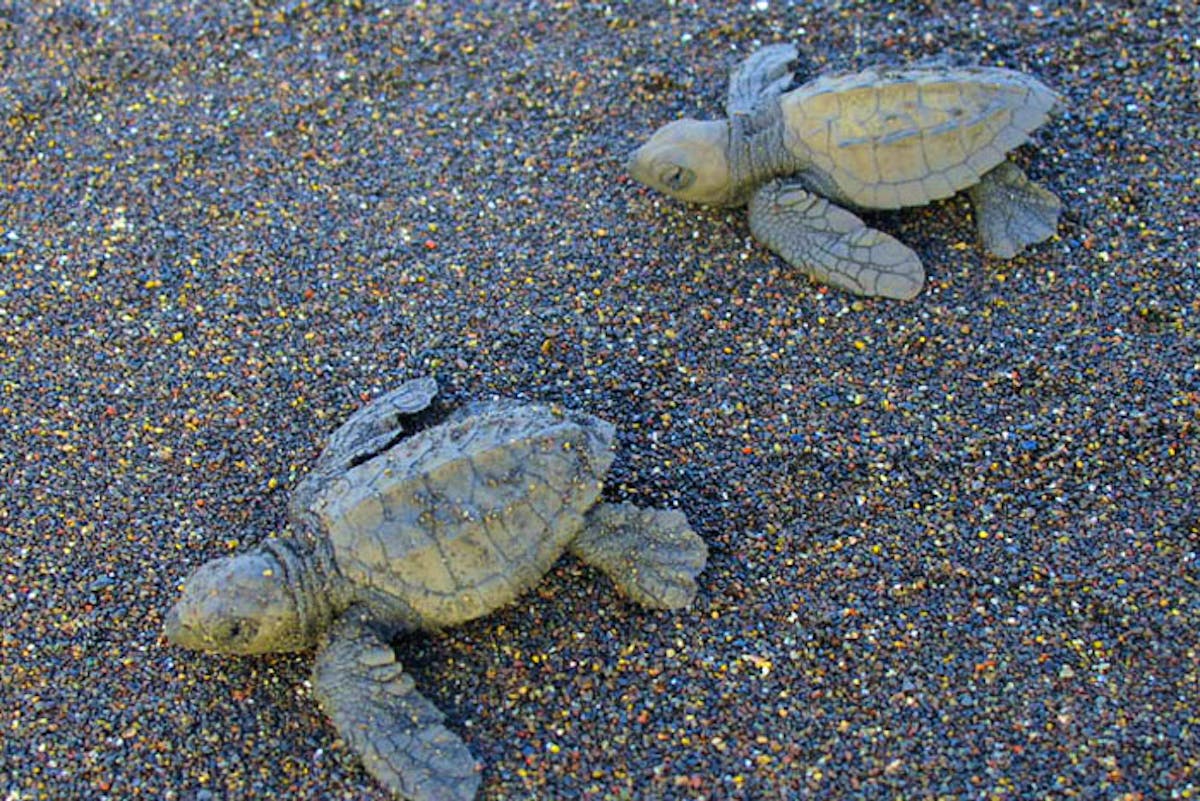 Help Save Sea Turtles | Volunteer in Costa Rica 2025