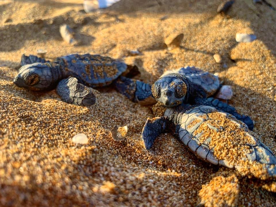 Sea Turtle Conservation in Greece [Updated 2025] | Volunteer World