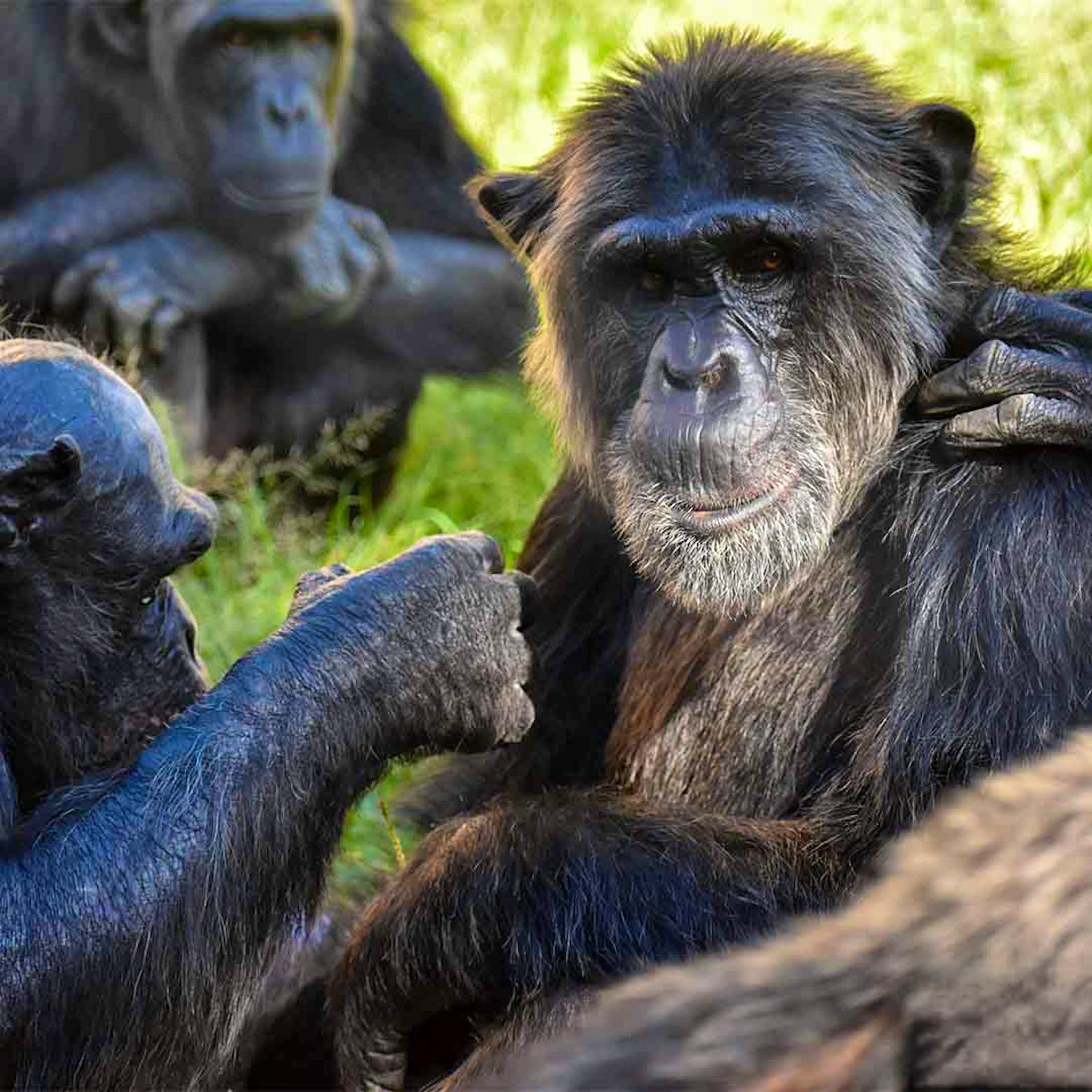 Chimpanzee Sanctuary Jane Goodall Institute | Volunteer in South Africa ...