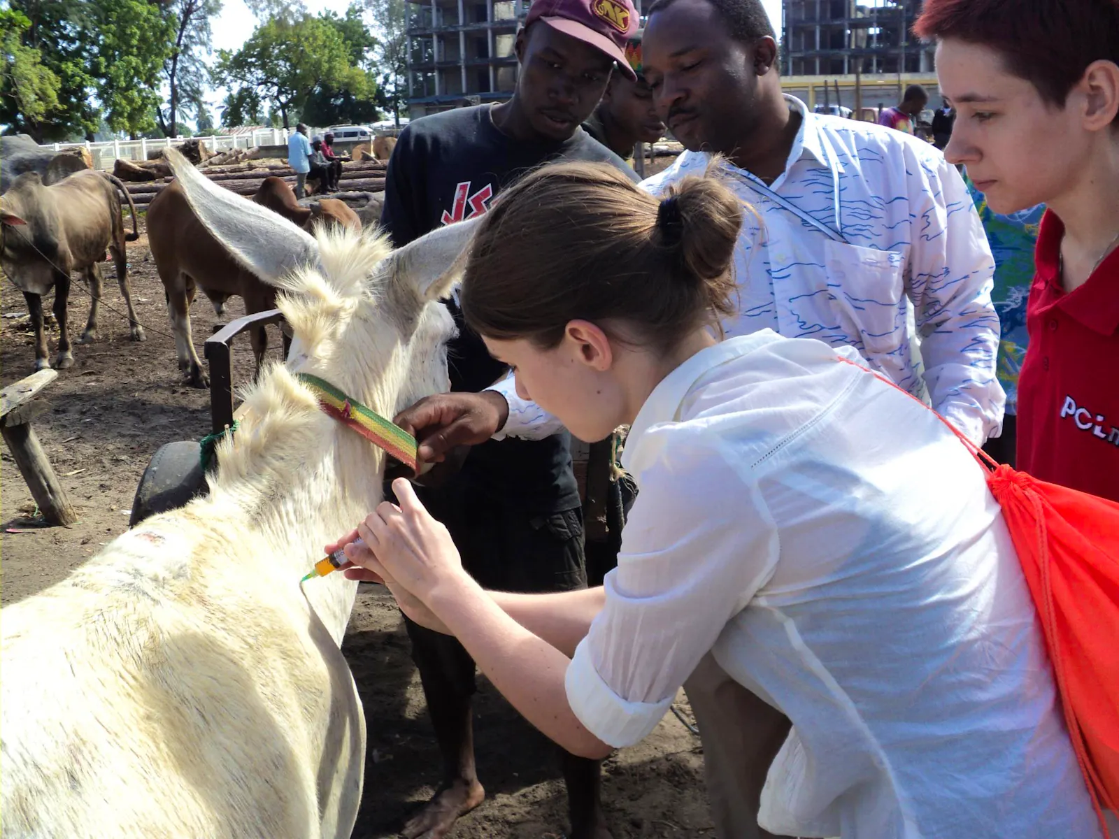 Animal Welfare and Veterinary Medicine | Volunteer in Tanzania 2025