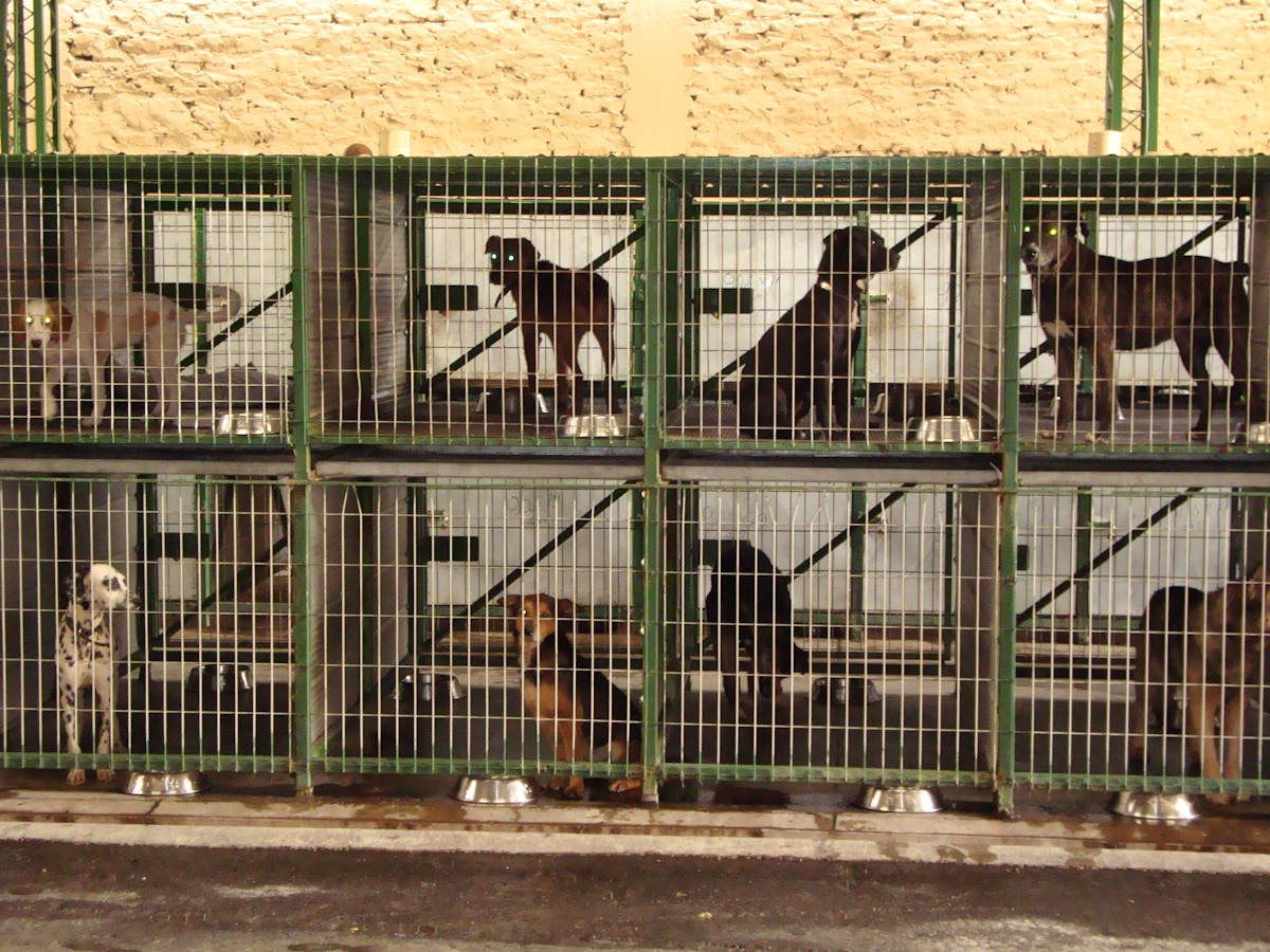 Help Stray Dogs | Volunteer in Chile 2025