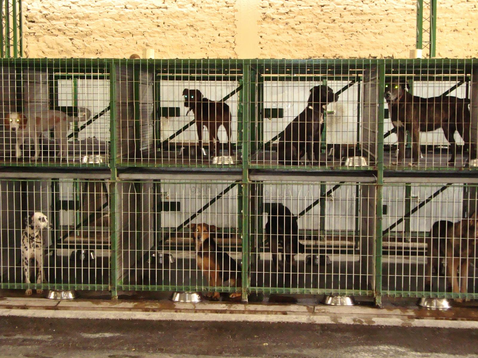 Help Stray Dogs | Volunteer in Chile 2025