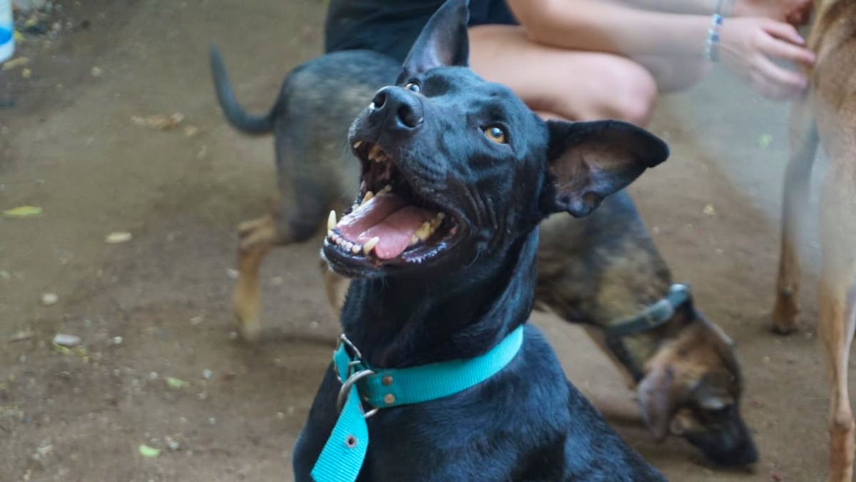 Dog Rescue Center Supporter | Volunteer in Mexico 2025