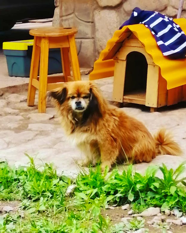 Street Dog Rescuer | Volunteer in Peru 2025