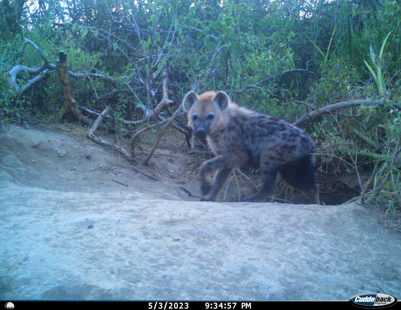 Hyena Conservation Assistant | Volunteer in Tanzania 2025