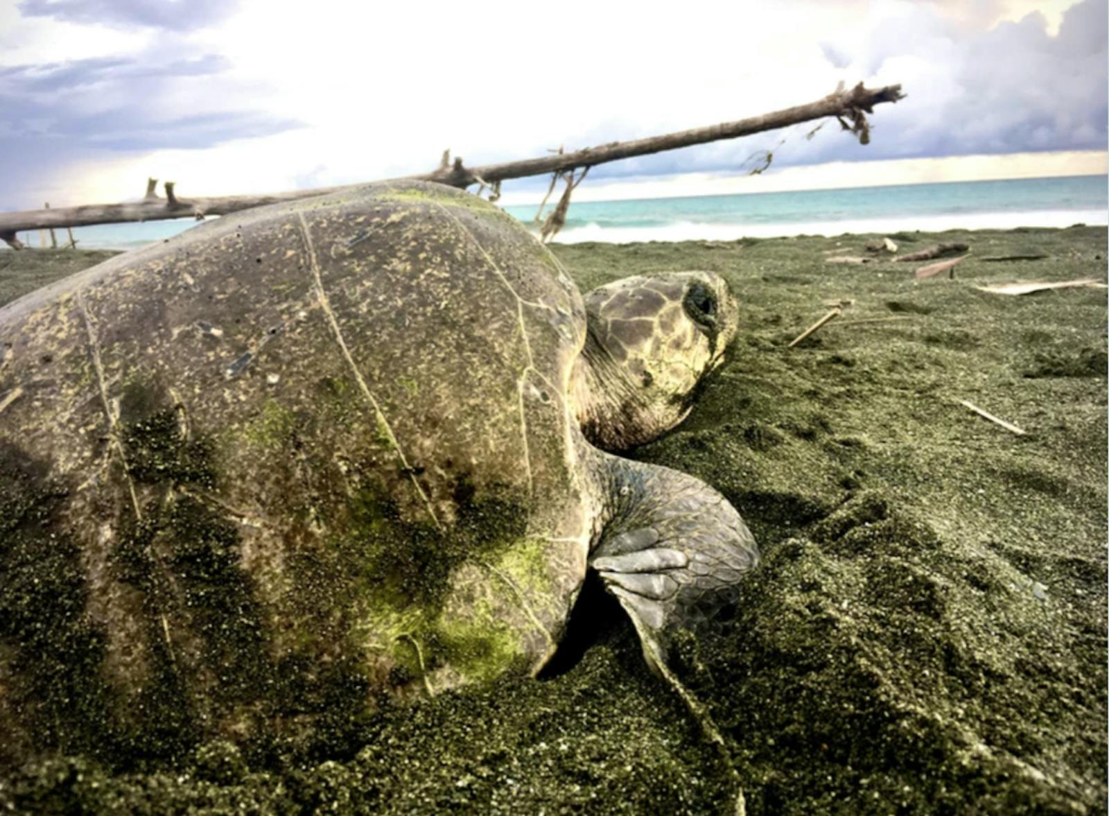 Sea Turtle Biologist | Volunteer in Costa Rica 2025