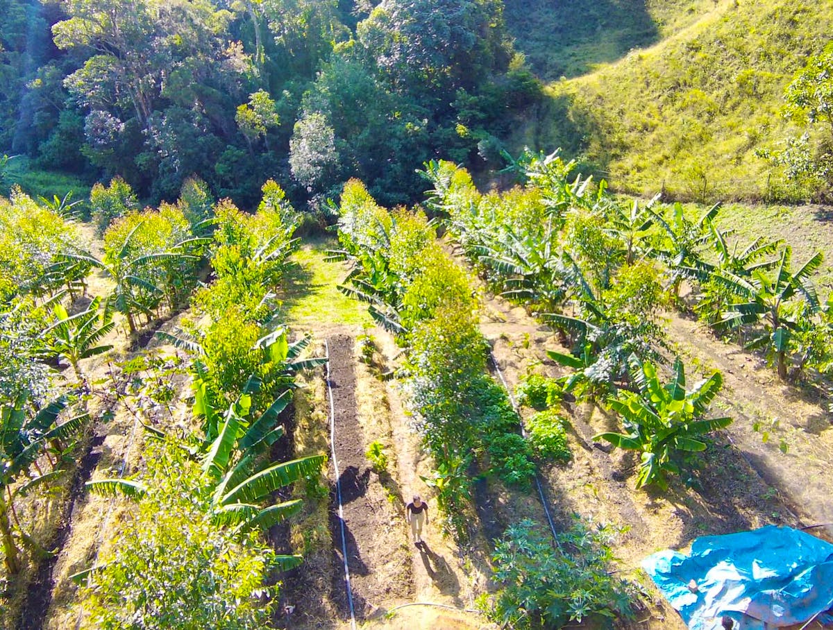 Agroforestry & Sintropic Agriculture Assistant | Volunteer in Brazil 2025