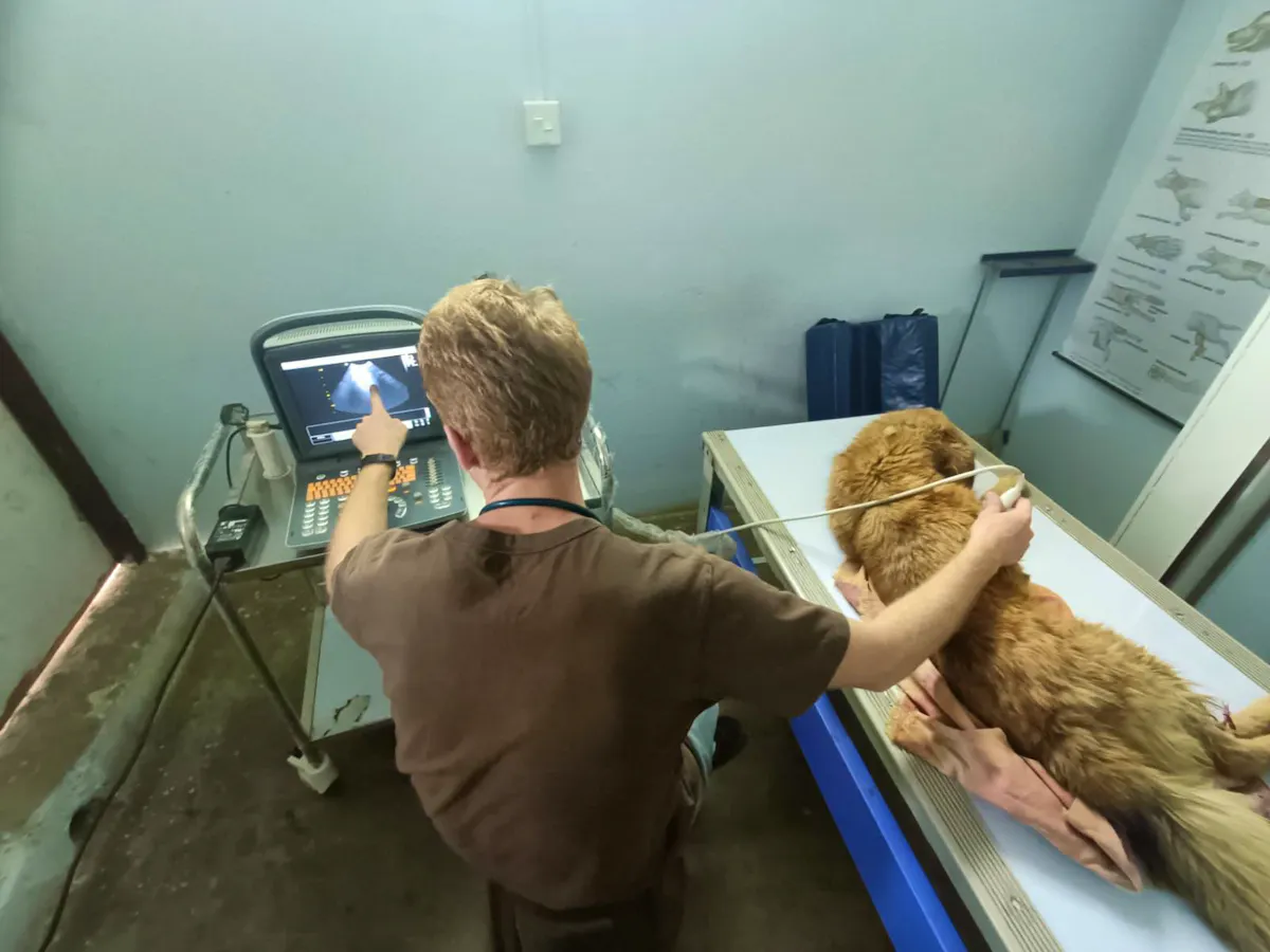 Hands-on Veterinary Experience | Volunteer in Nepal 2025
